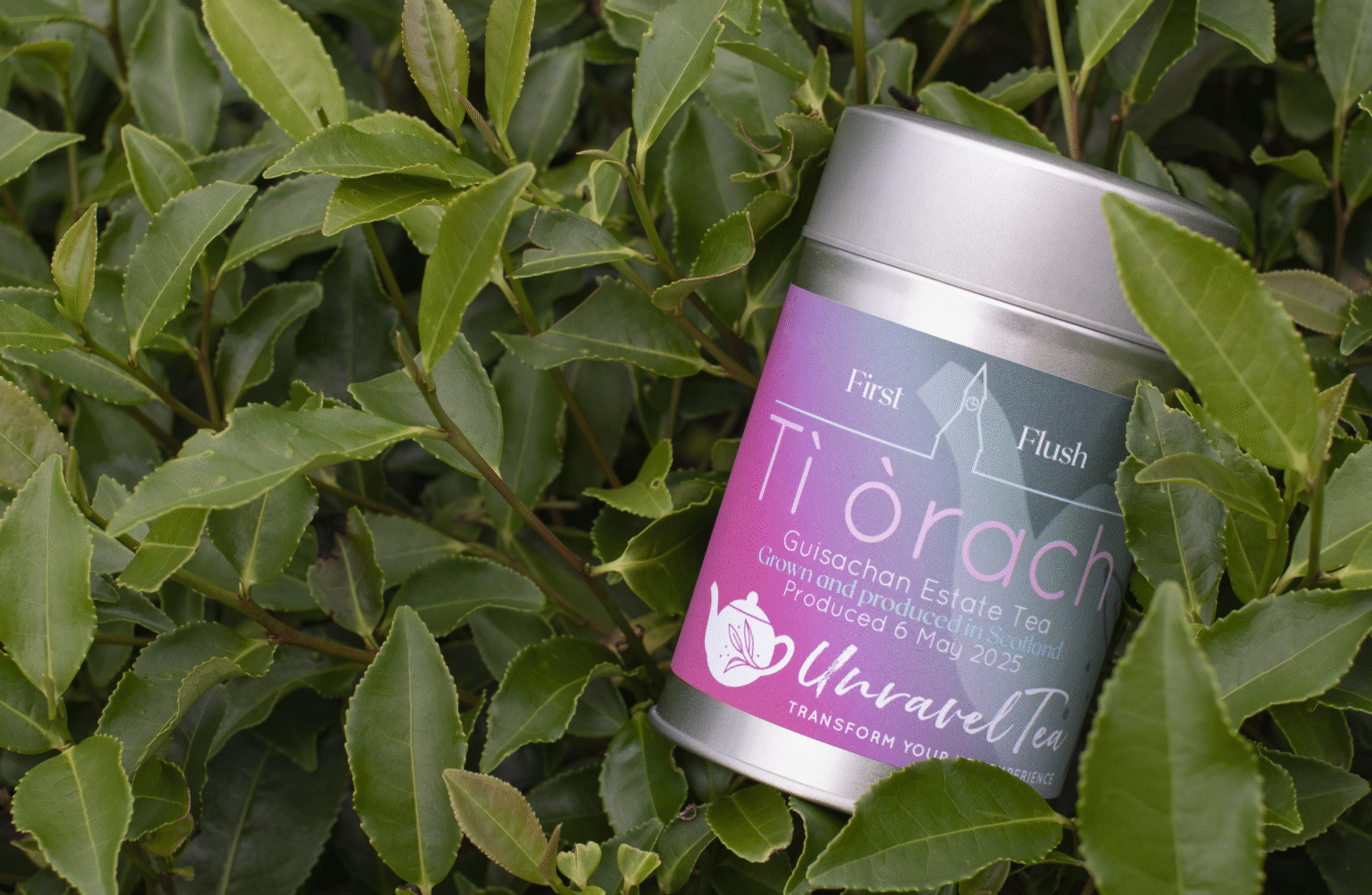 First Flush Tì òrach | Scottish Handmade black tea | Unravel Tea