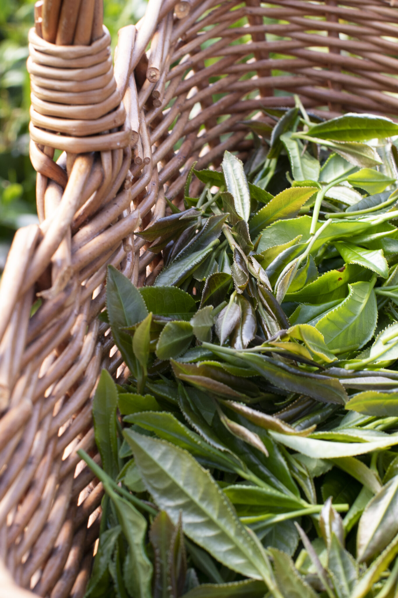 First Flush Tì òrach | Scottish Handmade black tea | Unravel Tea